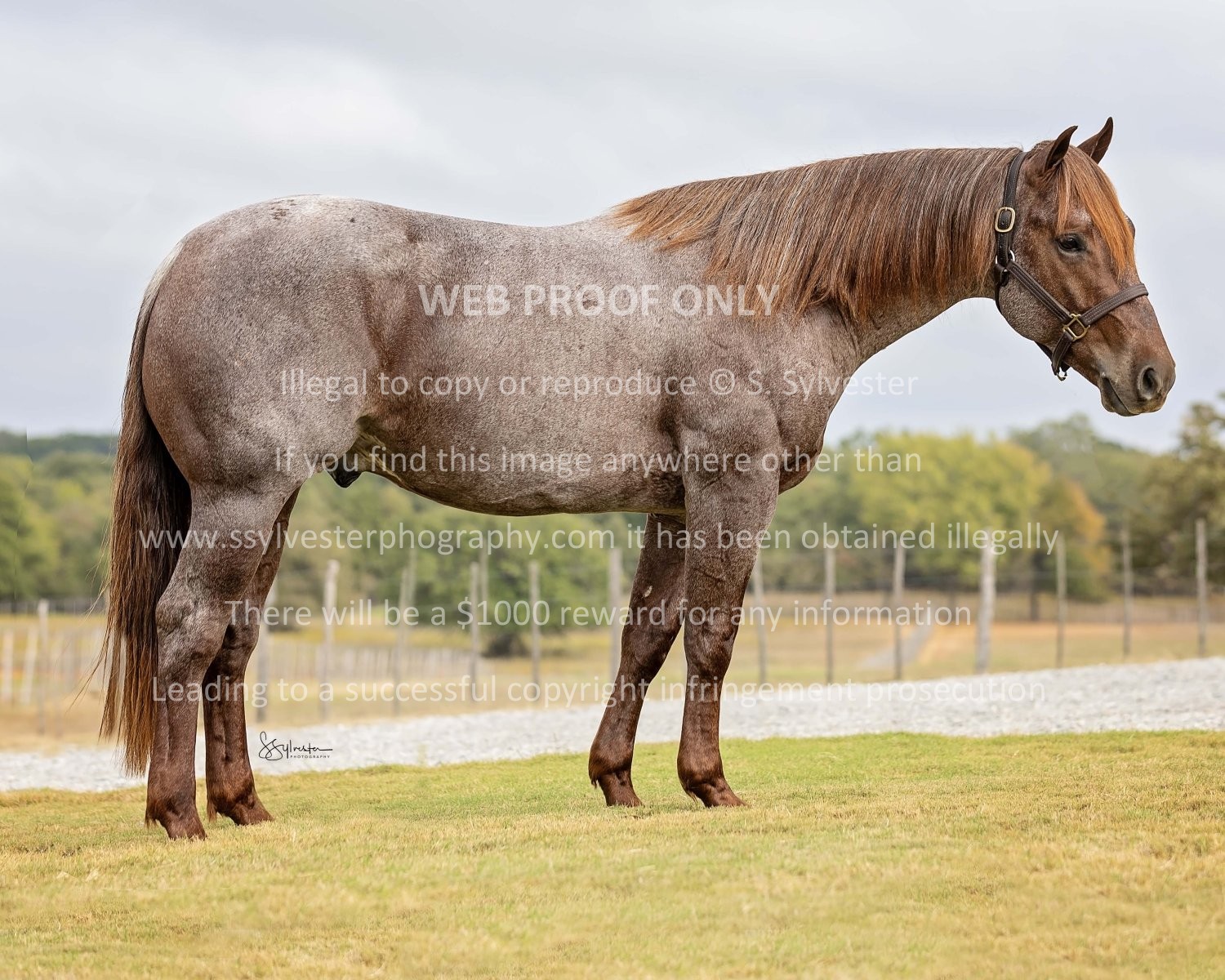 Crown Ranch 2024.11.02 - Ranch / Portrait Sessions ...